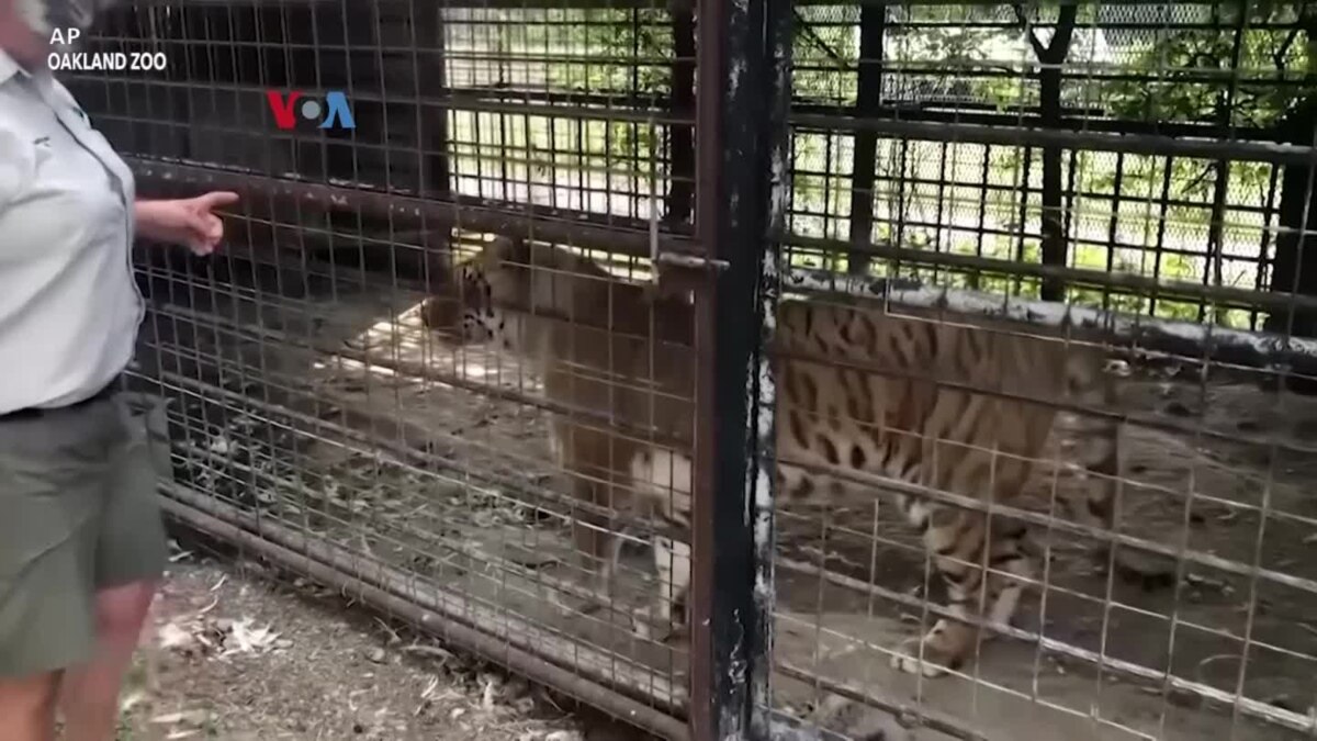 Upaya Akhiri Praktik Eksploitasi Harimau sebagai Tontonan Wisatawan