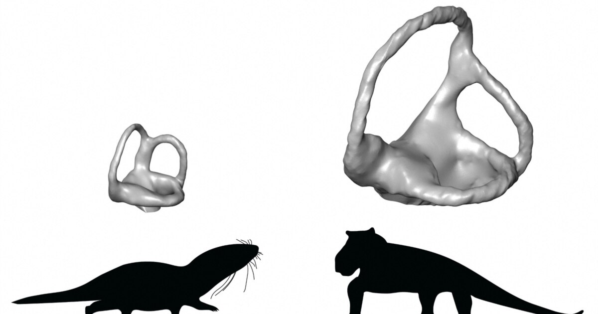 Scientists Study Inner Ear to Determine Beginnings of Mammals