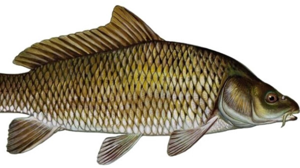 Science in a Minute: Evidence of Early Humans Cooking Food 780,000 ...