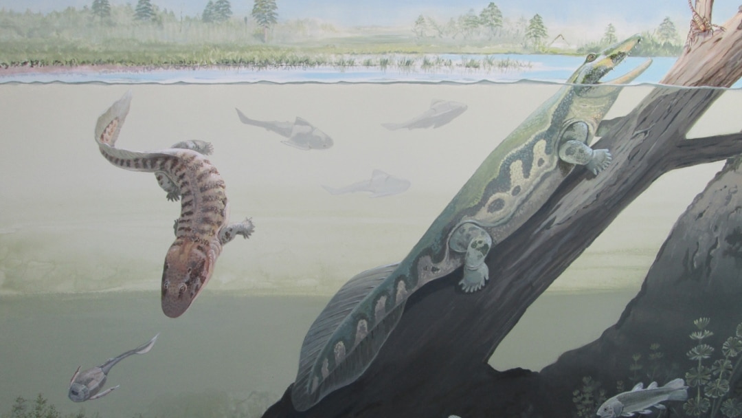 Devonian Amphibians