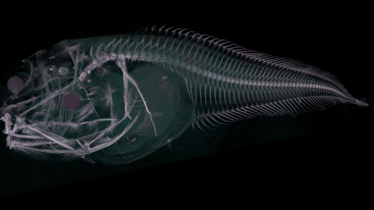 Three New Species of Fish Found at Bottom of Pacific Ocean