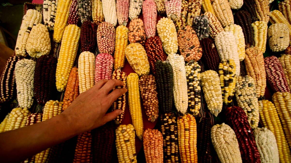 Mexico's Native Crops Hold Key to Food Security, Ecologist Says