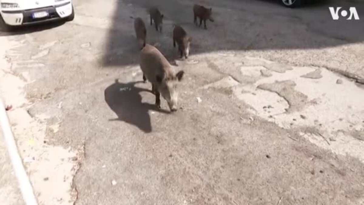 Wild Boars Now Common Sight in Rome Suburb