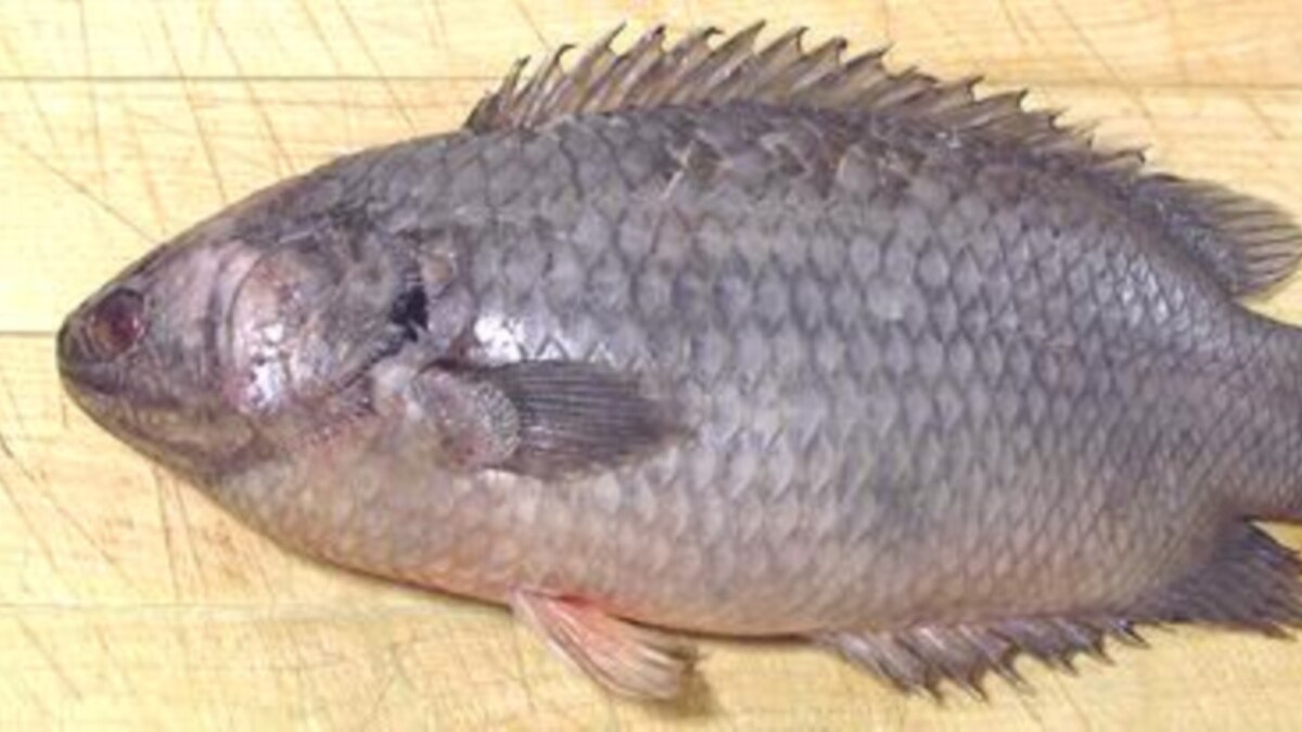 زمین پر چلنے والی مچھلی