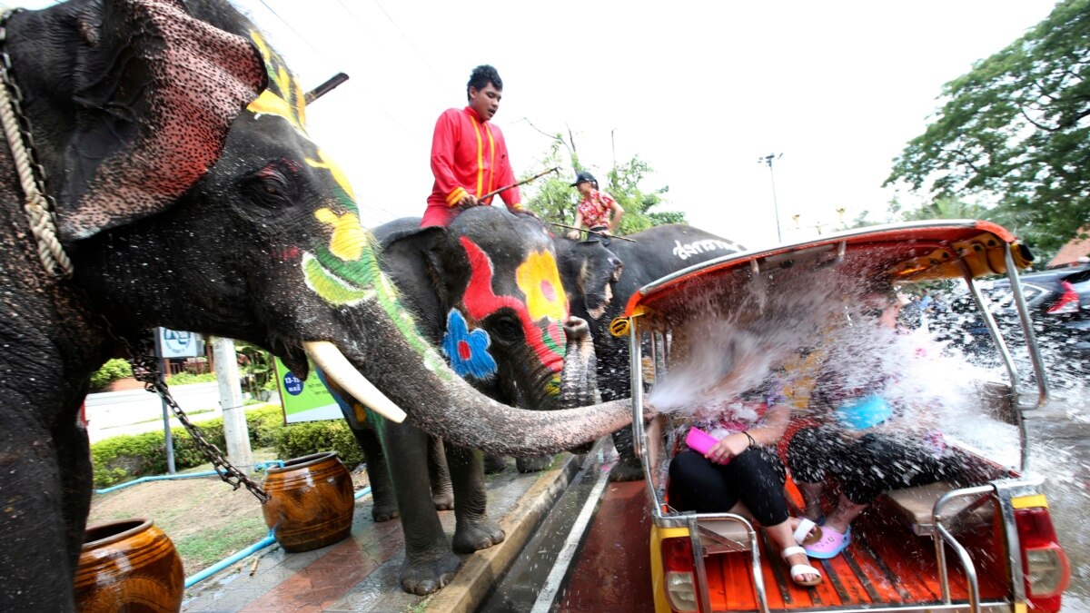 Asia’s Performing Elephants Abused, Rights Group Finds
