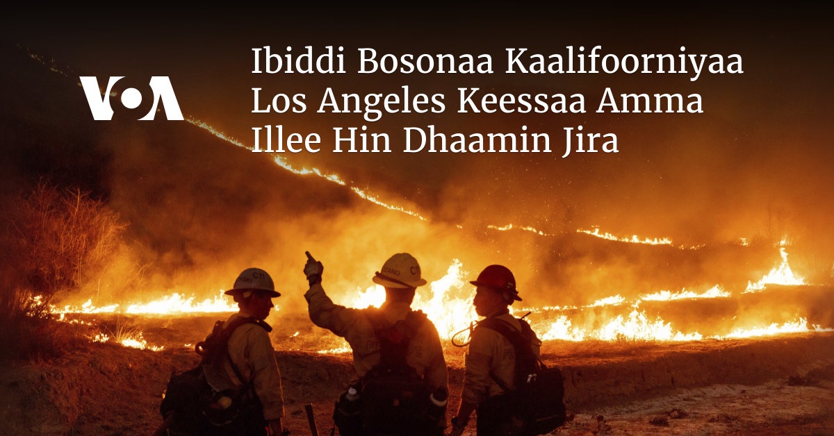 Ibiddi Bosonaa Kaalifoorniyaa Los Angeles Keessaa Amma Illee Hin ...