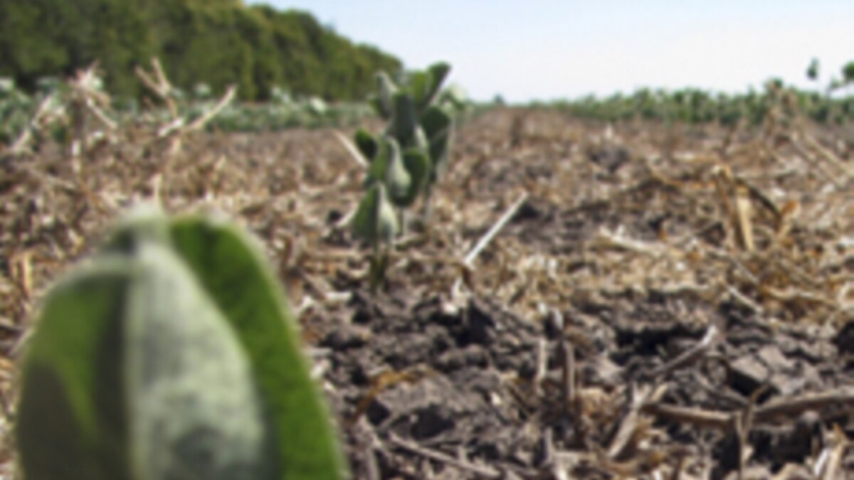 Steps Toward Drought-Resistant Crops, 'Designer' Rice