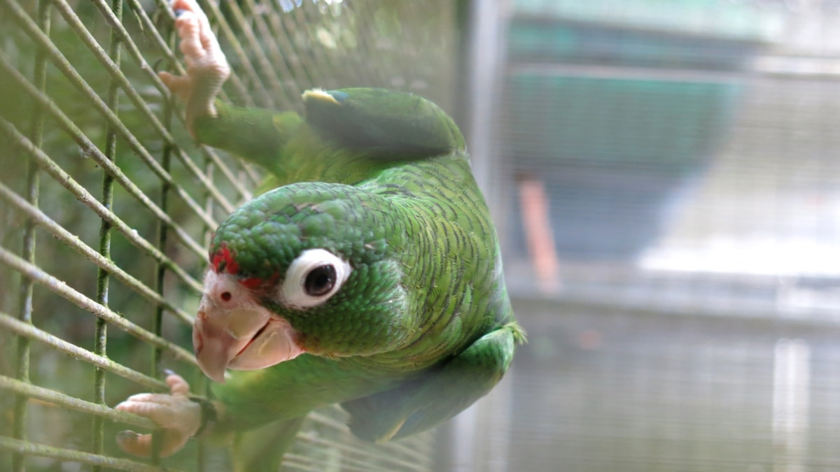Rare and Costly Parrots for Sale at Virginia Store