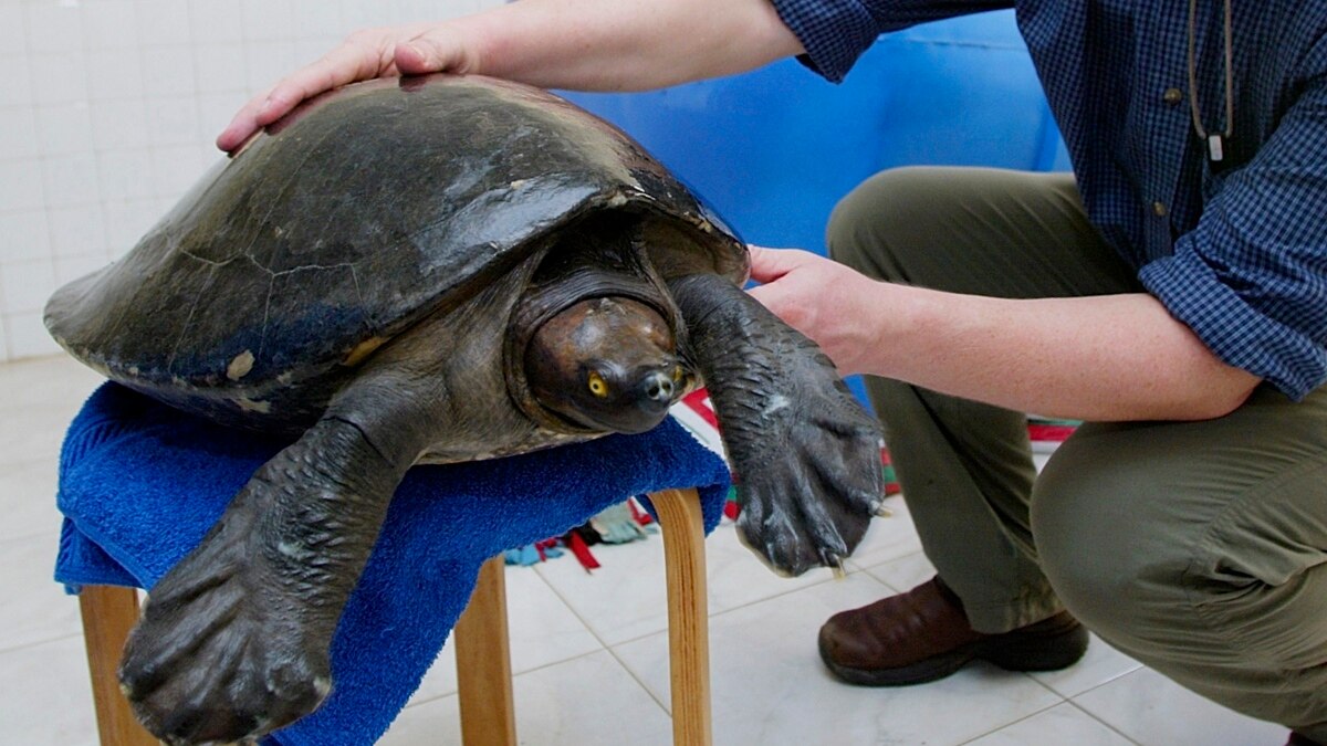 Cambodia Royal Turtle Near Extinction