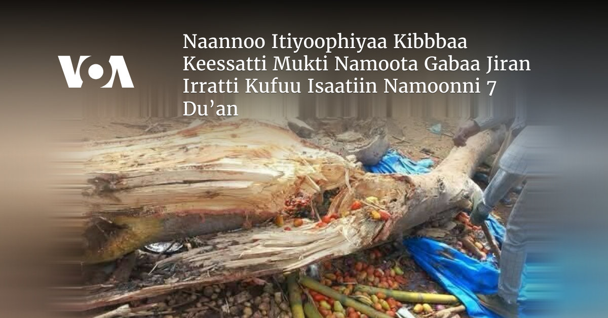 Naannoo Itiyoophiyaa Kibbbaa Keessatti Mukti Namoota Gabaa Jiran ...