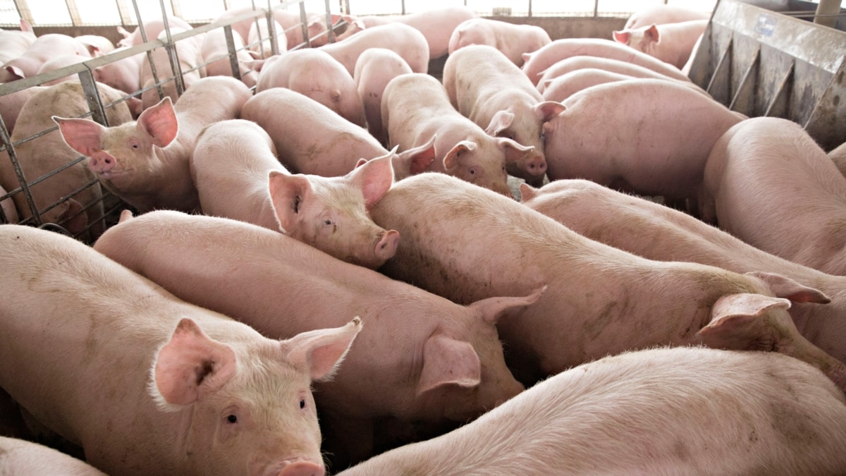Piglets Aborted, Chickens Euthanized as Pandemic Slams Meat Sector