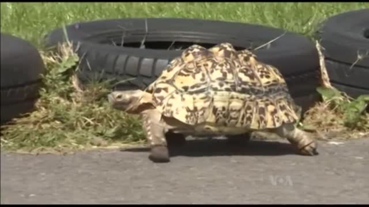 Fastest Tortoise, Biggest Cowboy Boots Newest World Record-holders