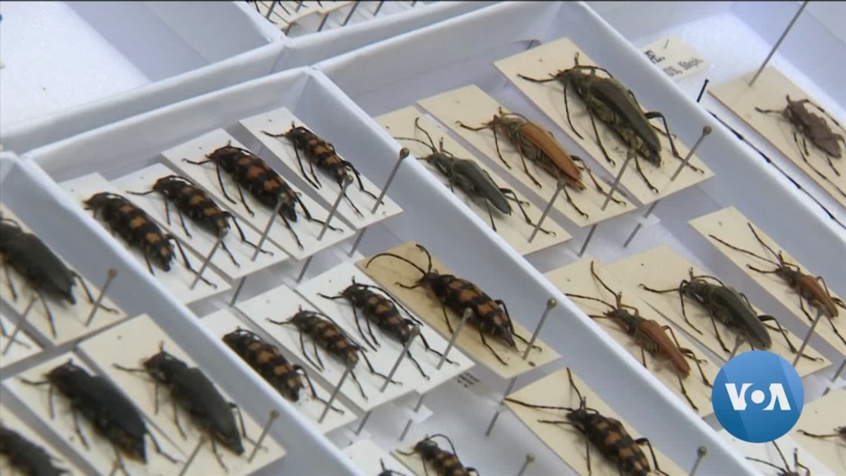 New Study Shows Rapid Decline in Insect Populations