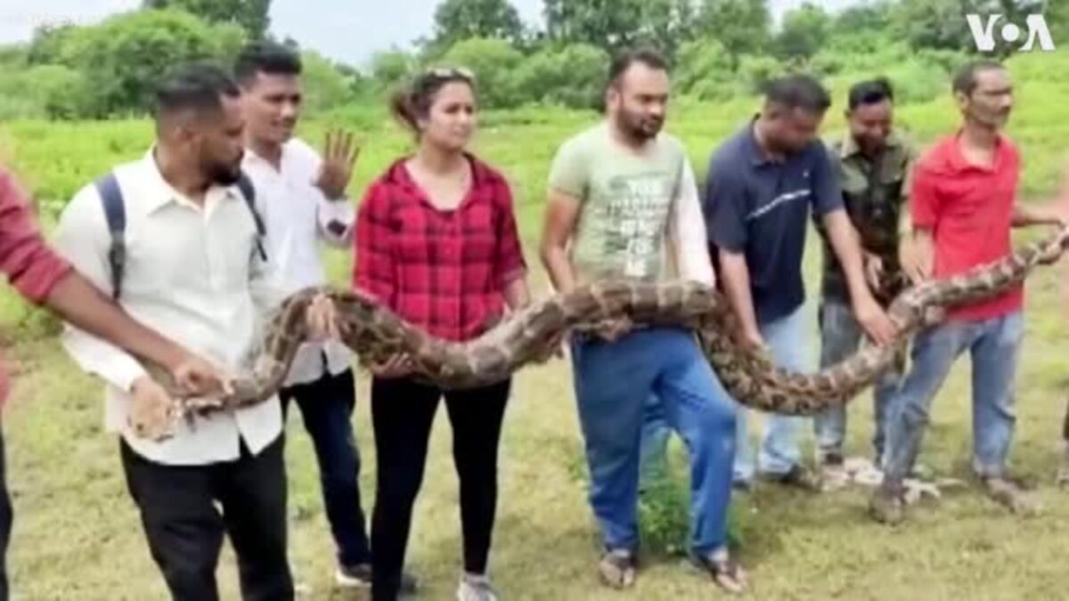 Wildlife Officials Rescue 14 Foot Long Python In Western India wildlife-officials-rescue-14-foot-long-python-in-western-india