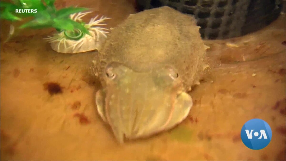 Amphibious Robot Thrives in Water and on Land