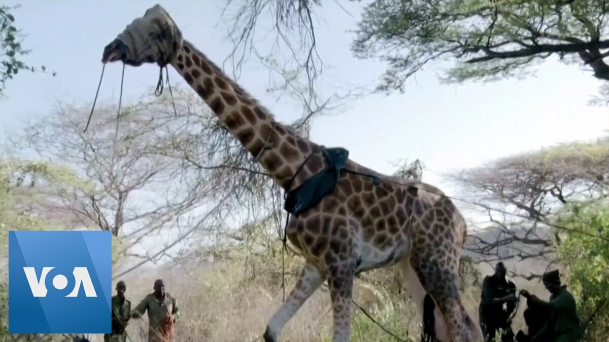 Giraffes Saved From Floods in Kenya