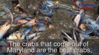 Food Web Of The Blue Crab In Chesapeake Bay Illustrating Only Those