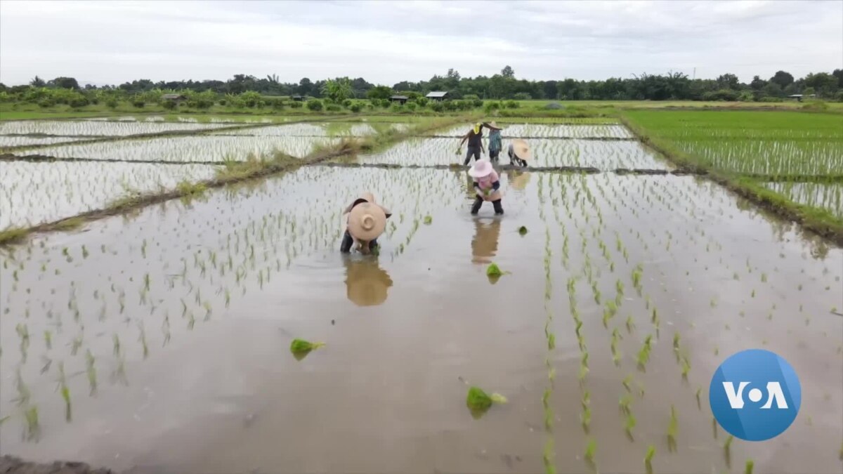 Thai Rice Demand Predicted to Rise as Ukraine War Continues