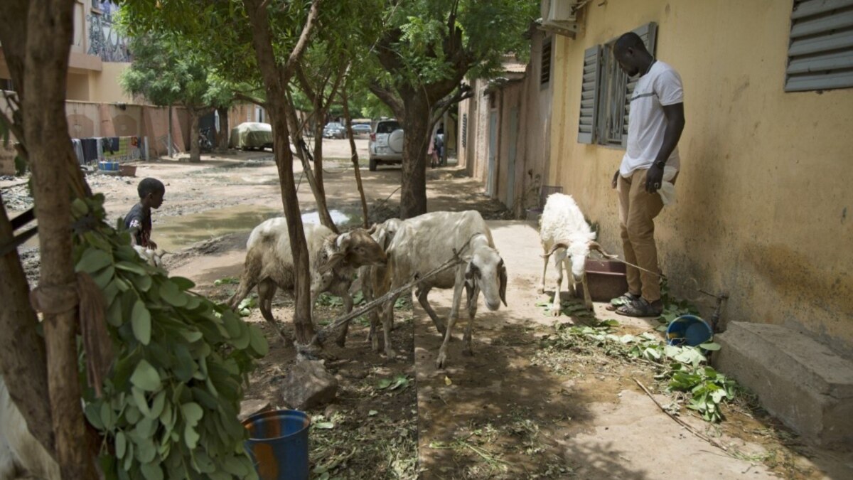 Tabaski: des ONG nigériennes sensibilisent sur la consommation ...