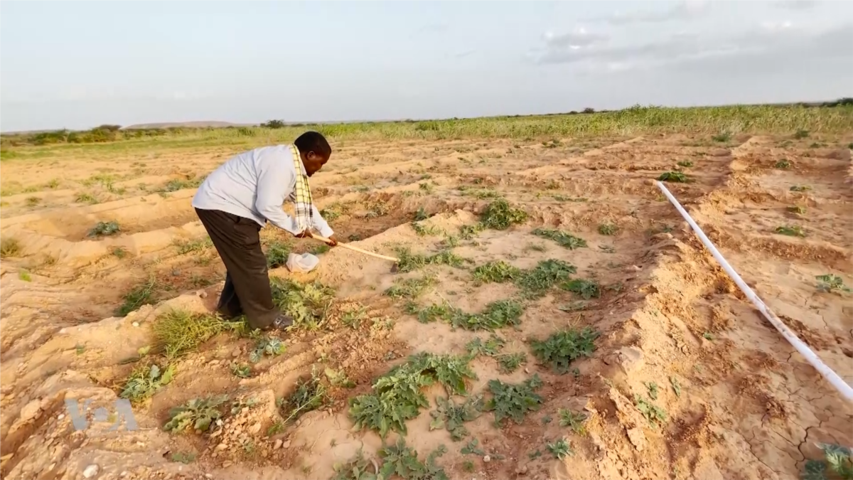 Sidee isu maareynayaan beeraleyda Jawiil xilli ay abaaro ku dhufteen dalka?