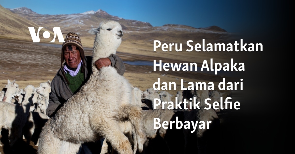 Peru Selamatkan Hewan Alpaka dan Lama dari Praktik Selfie Berbayar