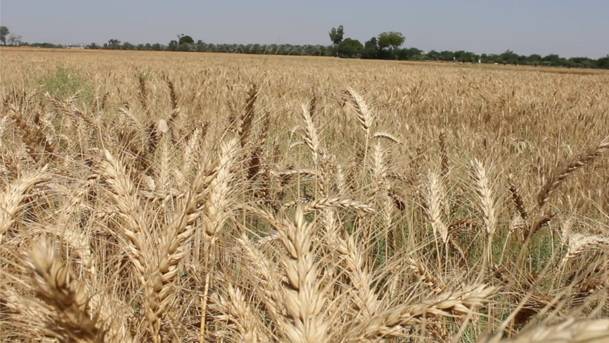 Manoman Alkama a Najeriya Sun Koka