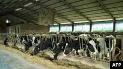 Patogjenet rezistente ndaj antibiotikëve, një nga shqetësimet më të ...