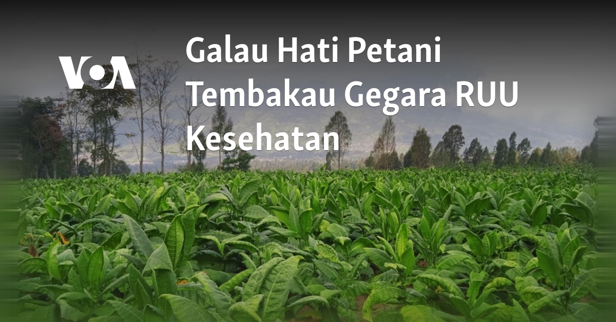 Galau Hati Petani Tembakau Gegara RUU Kesehatan