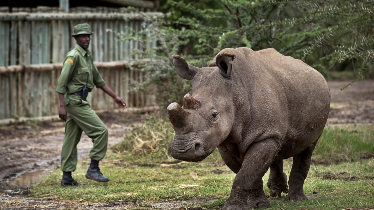 Scientists Create Hybrids in Race to Save Rhino Subspecies