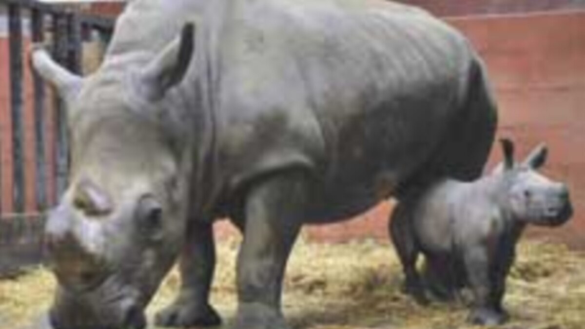 Conservation Project Saves Endangered Black Rhinos