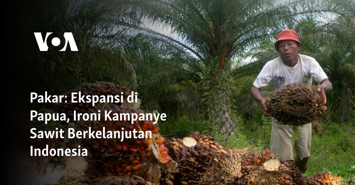 Pakar: Ekspansi di Papua, Ironi Kampanye Sawit Berkelanjutan Indonesia