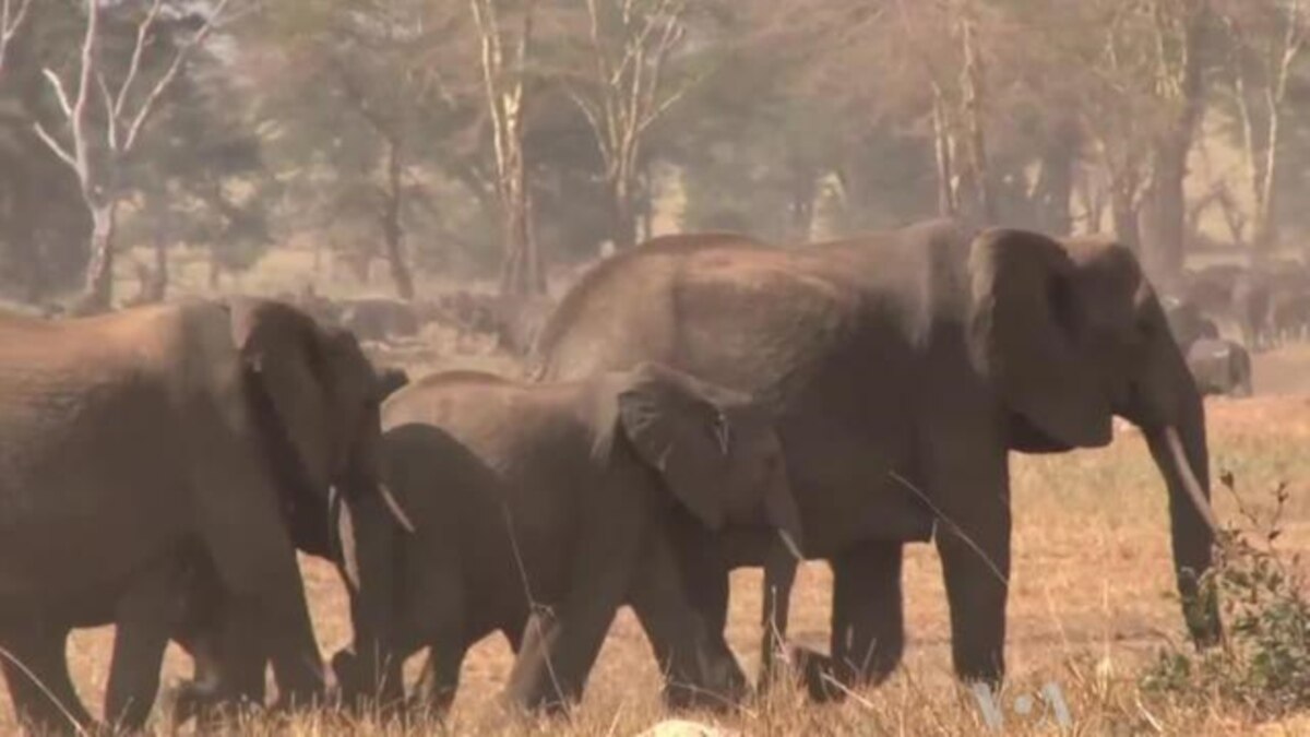 Kenya Counts Elephants From the Air