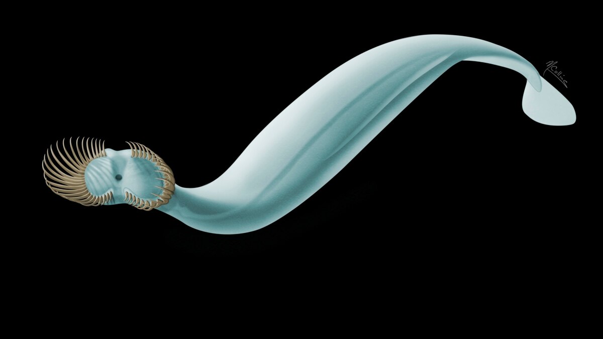 Scientists Discover Fossil of Strange Sea Worm Scientists Discover Fossil of Strange Sea Worm