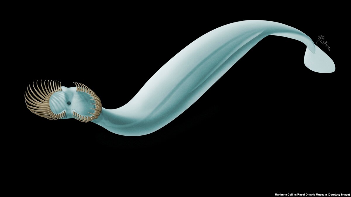 Scientists Discover Fossil of Strange Sea Worm