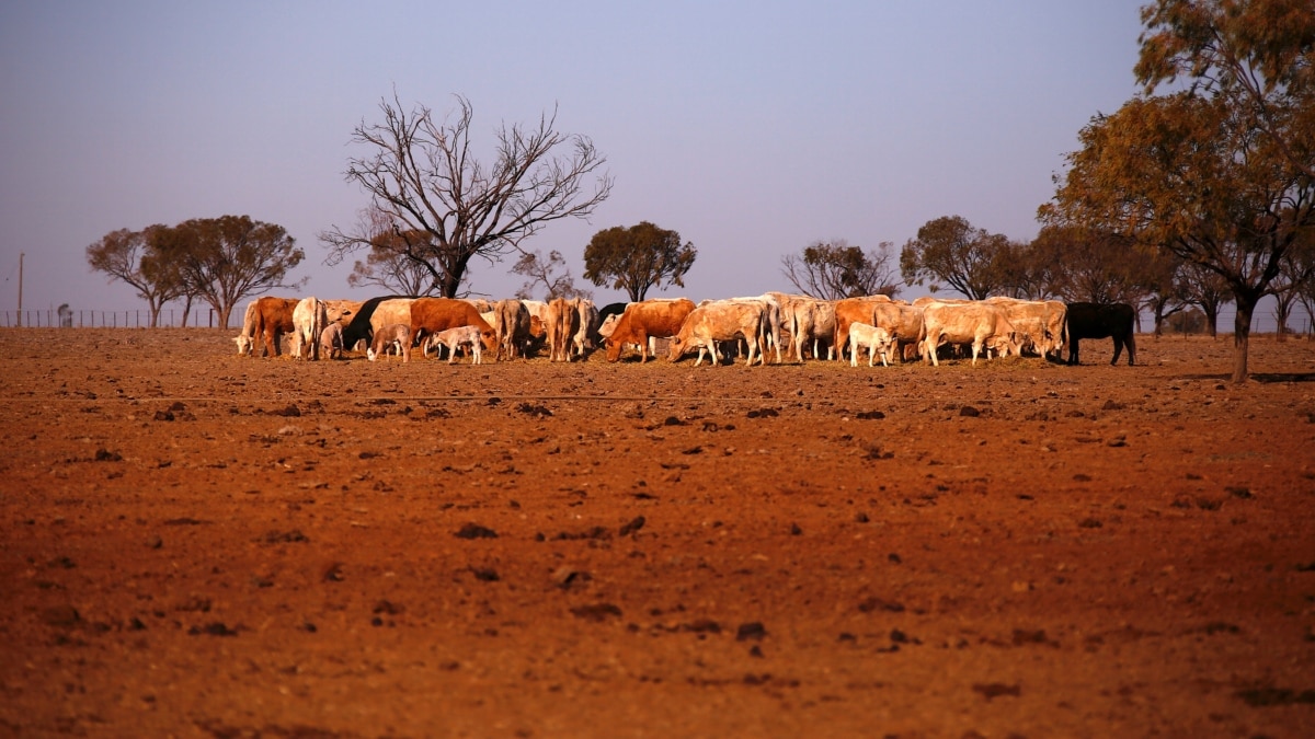 Australia's Drought-Hit Farms 'in Survival Mode'