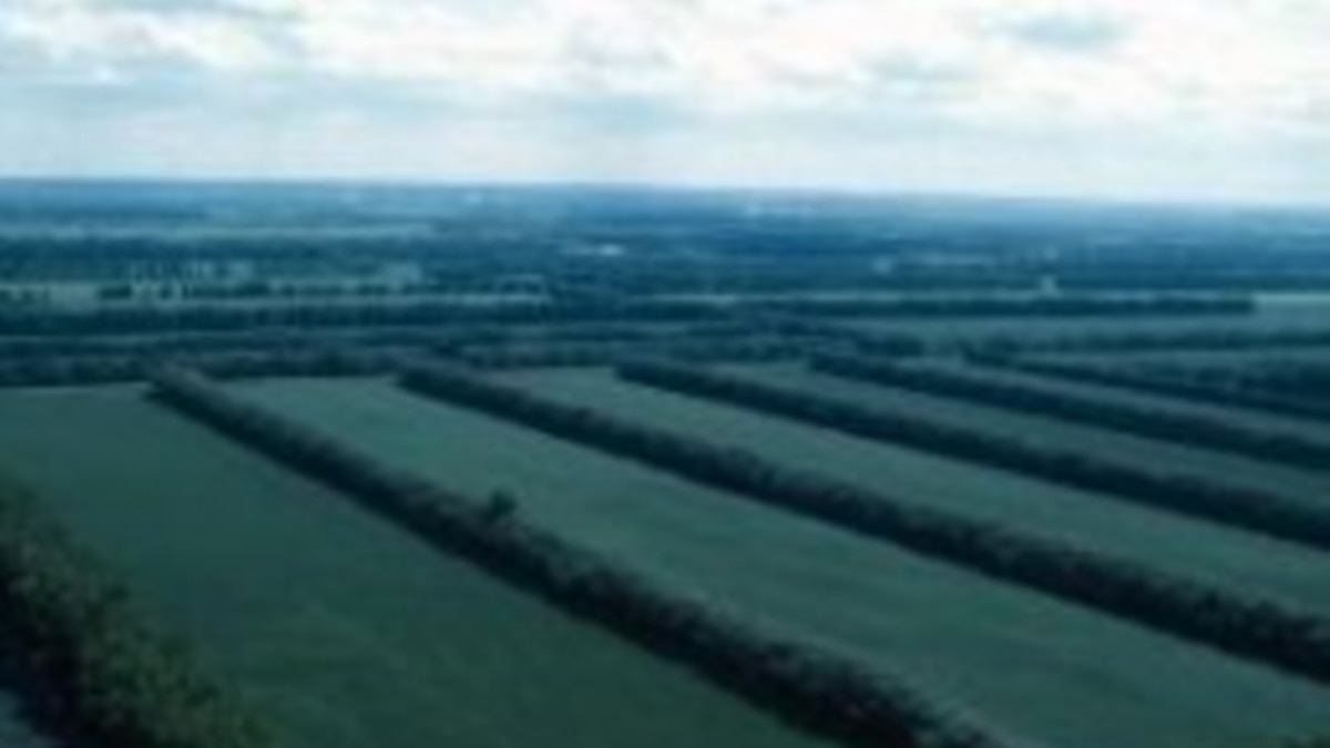 Building a Windbreak to Protect Crops