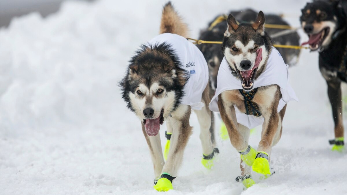 Alaska's Iditarod Sled-Dog Race Starts with Ceremonial Jaunt