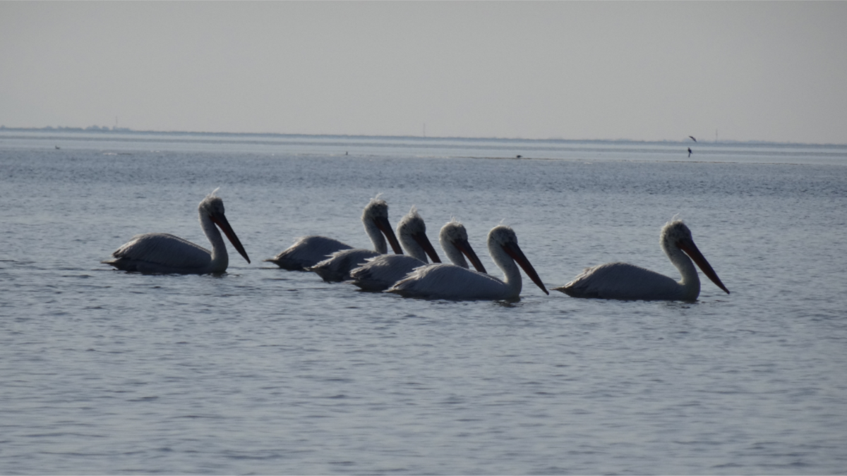 Pelikani kaçurrel, një veçanti shqiptare