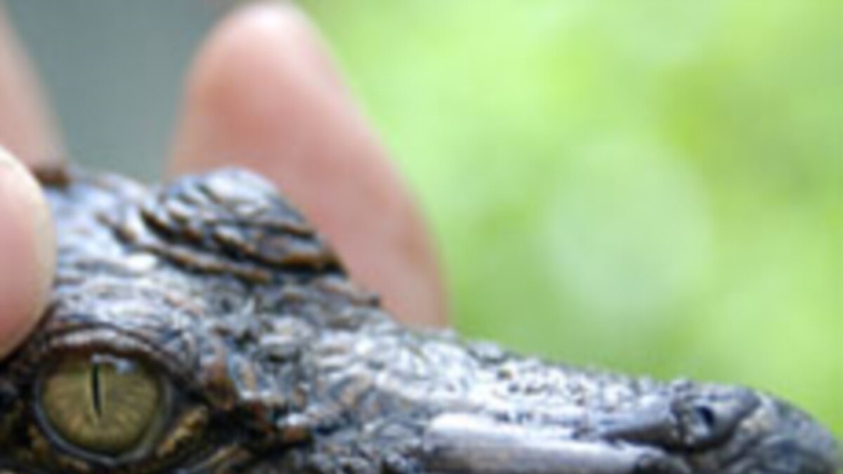 DNA Results Give New Hope for 'Extinct' Siamese Crocodiles
