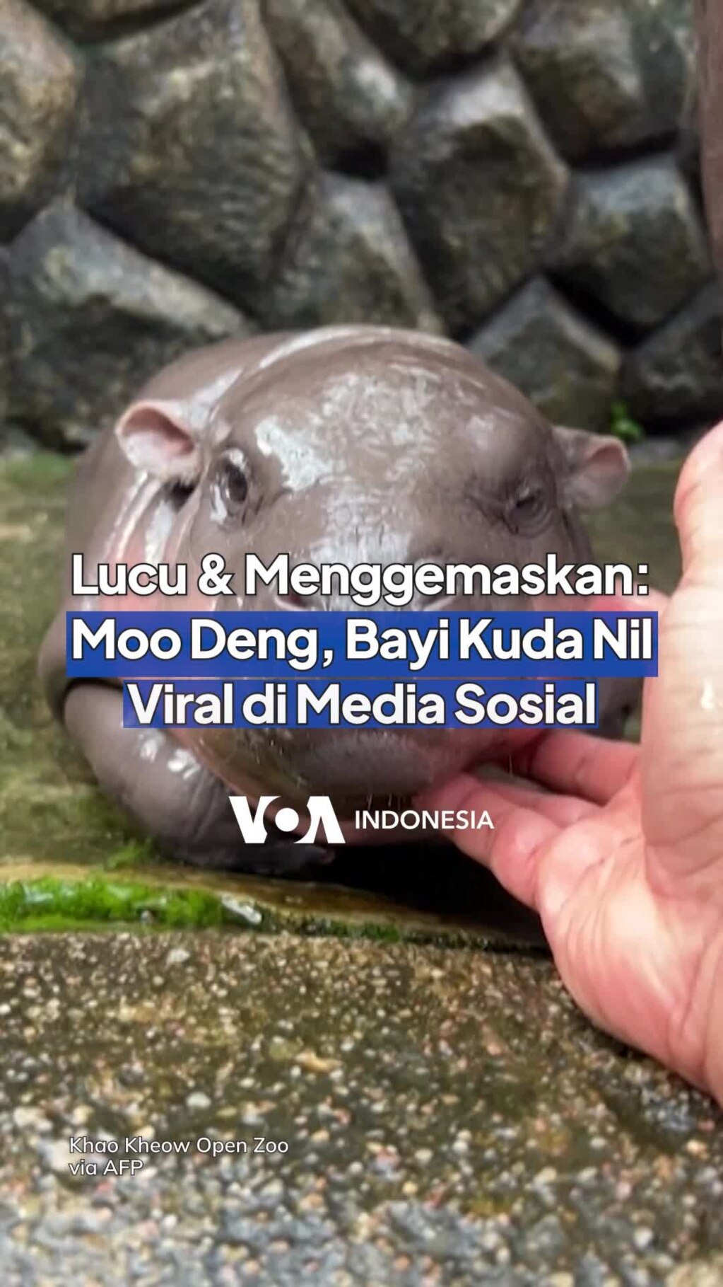 Lucu & Menggemaskan: Moo Deng Si Bayi Kuda Nil Viral di Media Sosial