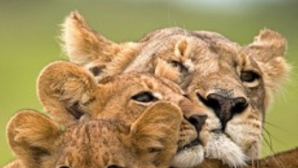 'The Last Lions' Documentary Traces Botswana Lioness, Her Cubs