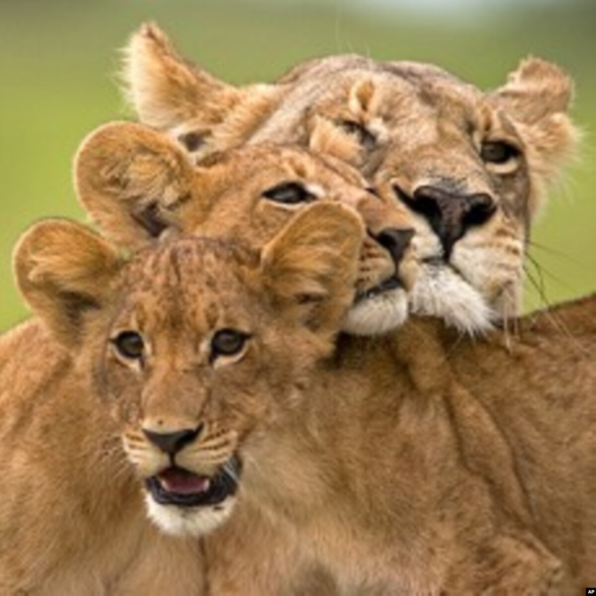 'The Last Lions' Documentary Traces Botswana Lioness, Her Cubs