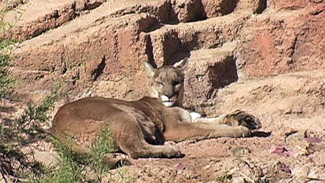 Sonoran Desert Plants And Animals
