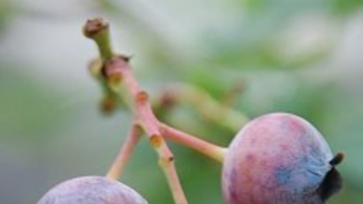 Blueberries a Big Hit in South Korea