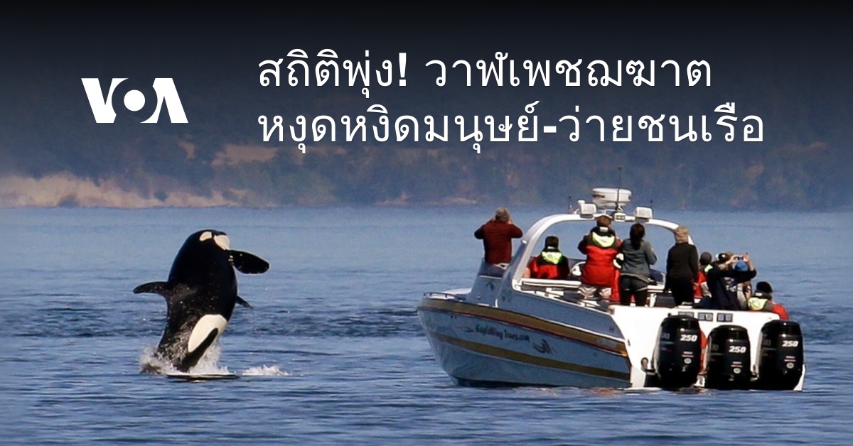 สถิติพุ่ง! วาฬเพชฌฆาตหงุดหงิดมนุษย์-ว่ายชนเรือ