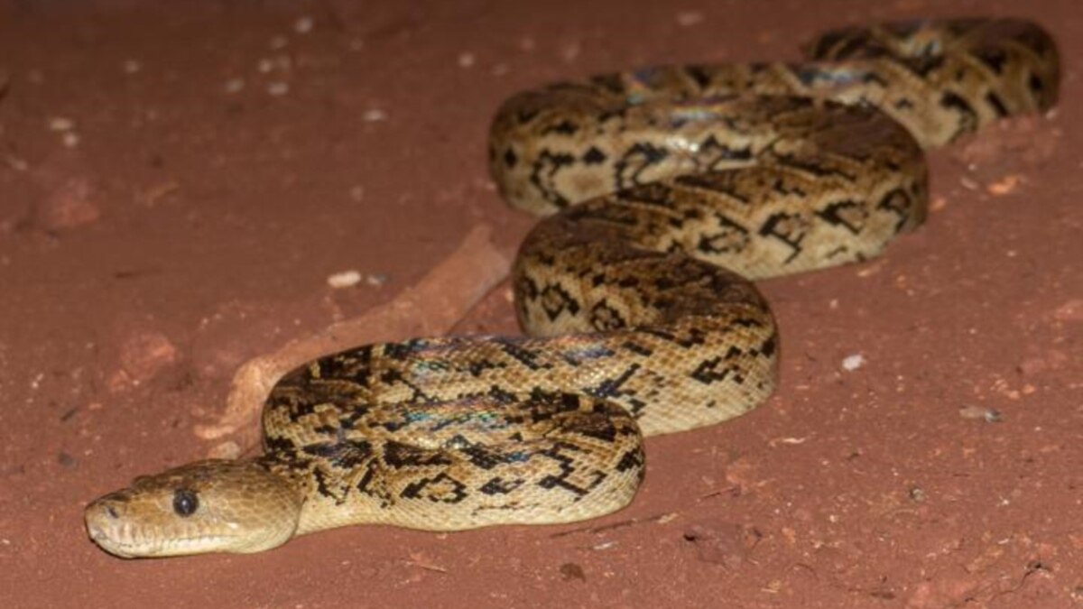 Snakes Hunt in Groups, Study Suggests