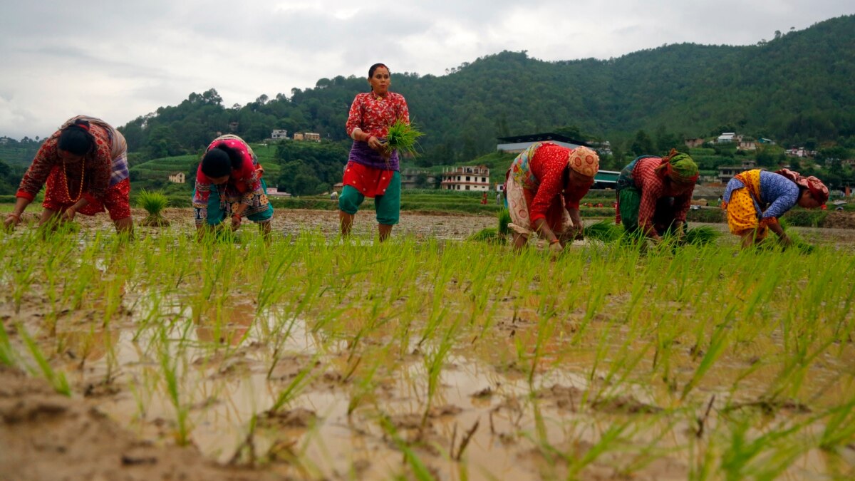 Scientists Say Genetically Modified Rice Can Prevent HIV