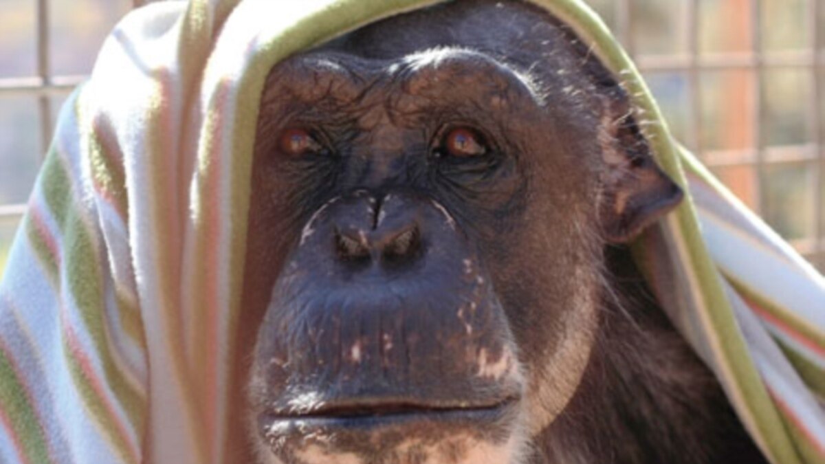 Chimpanzees May Recognize Emotions in Others