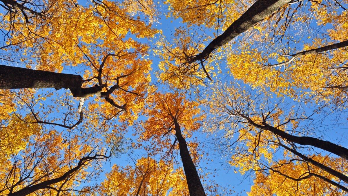 Shenandoah and Its Native American Roots