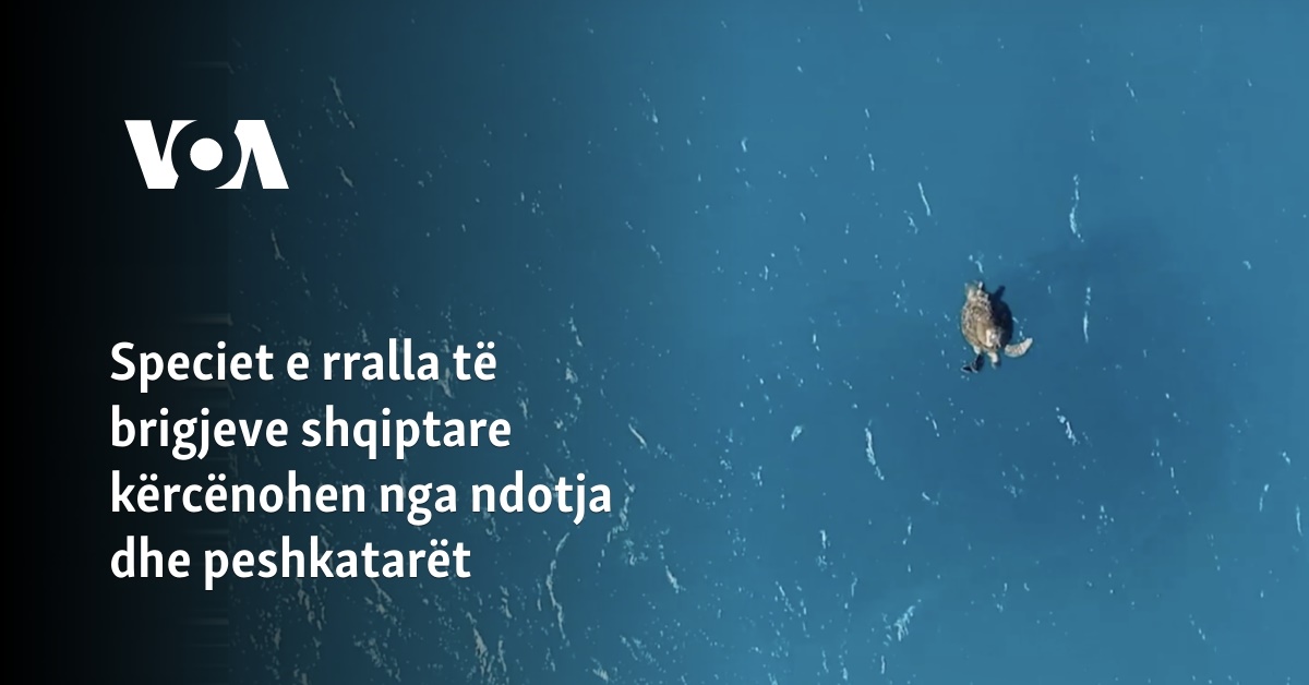 Speciet e rralla të brigjeve shqiptare kërcënohen nga ndotja dhe ...